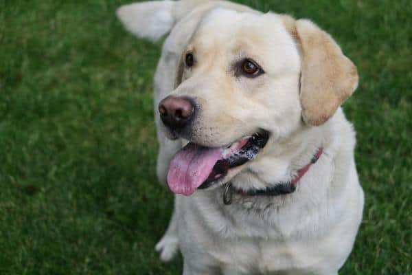 How To Stop Shedding For Labrador